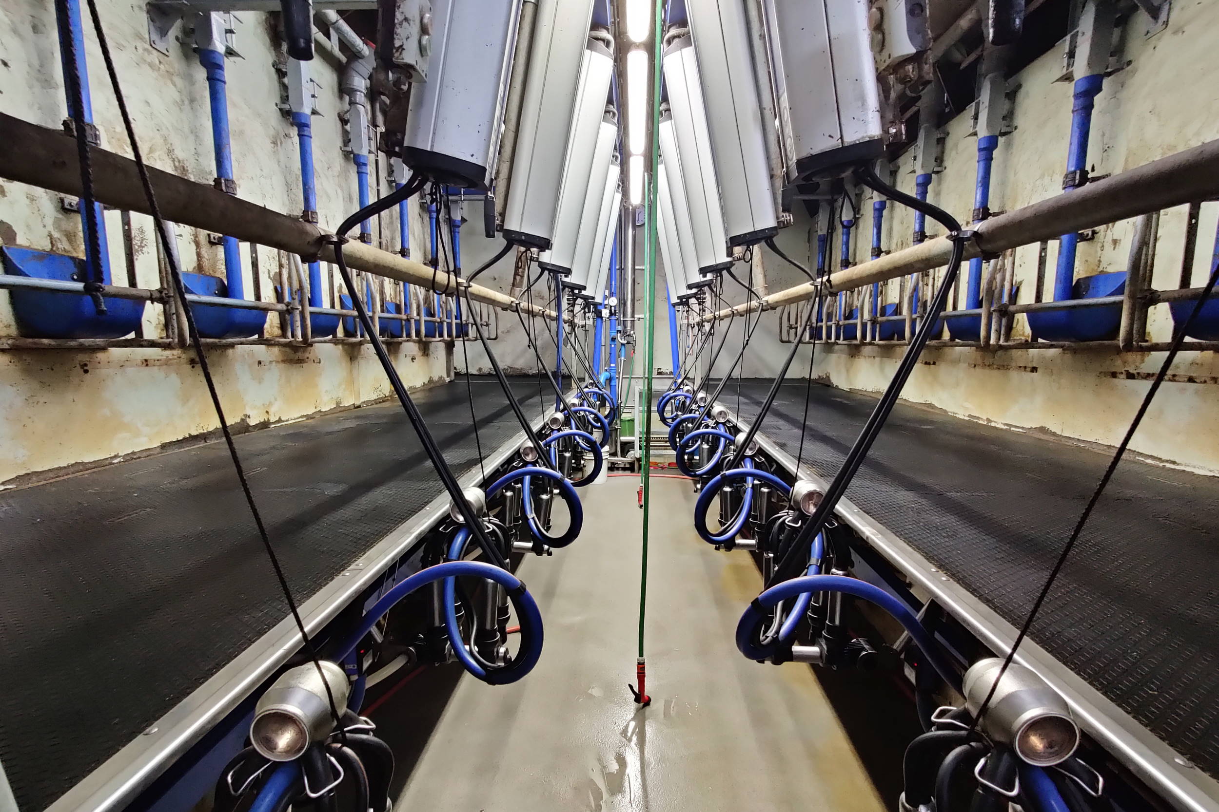 Visgraat melkstal nog meest gebruikt | Veehouderij Techniek