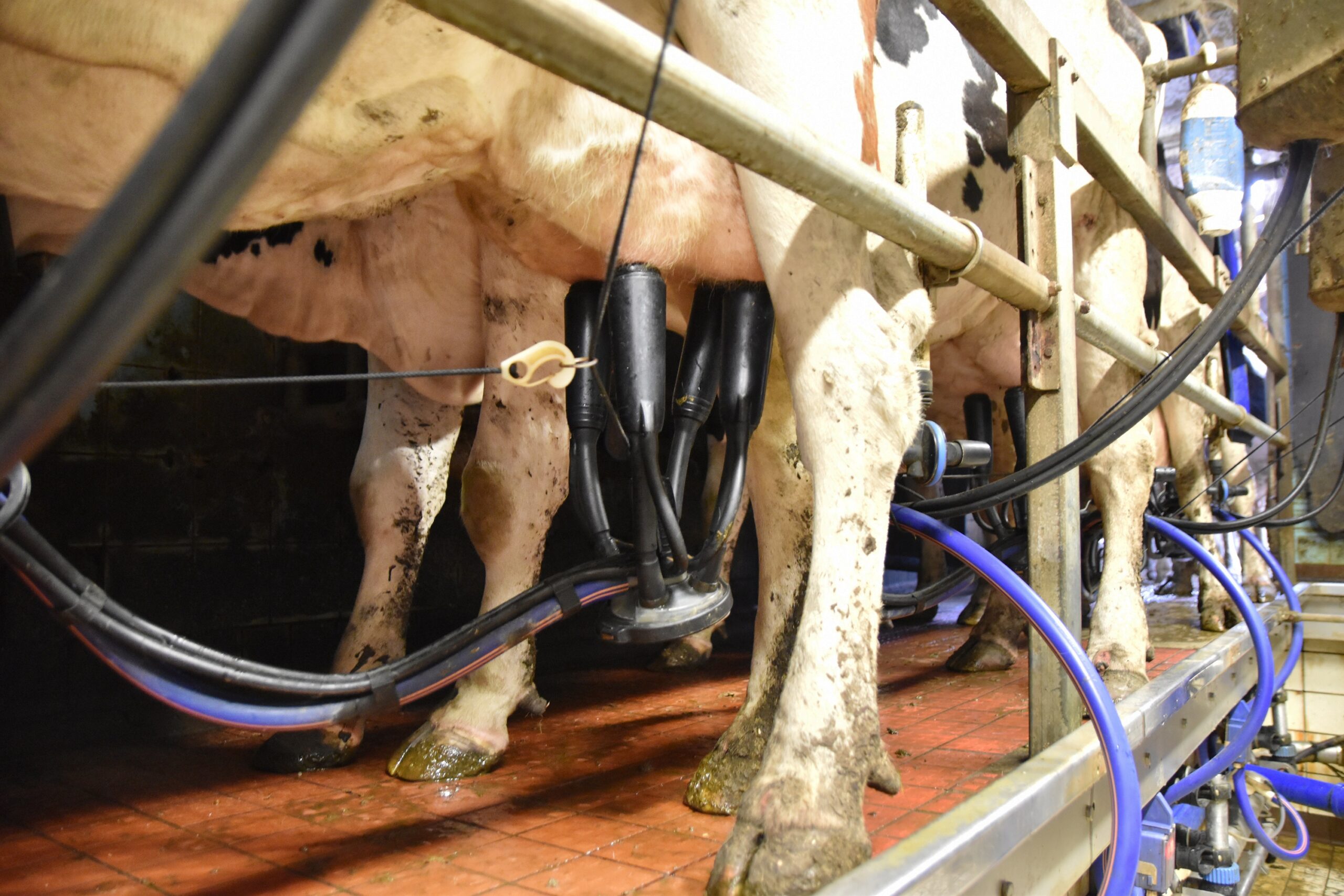 Evanza-melkstel van Delaval - Vedergewicht | Veehouderij Techniek