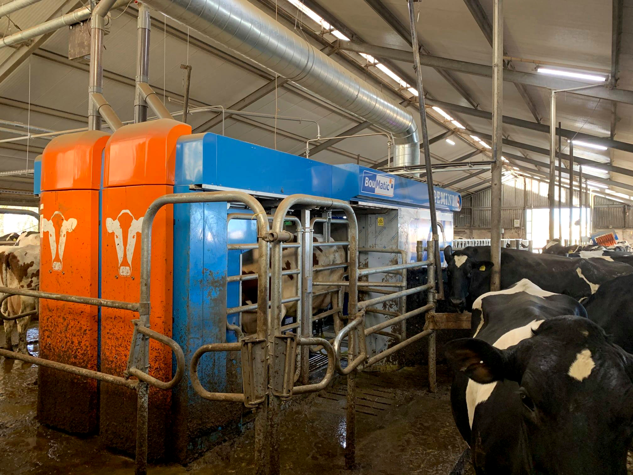 Dubbele stap vooruit - Boumatic Gemini beoordeeld | Veehouderij Techniek